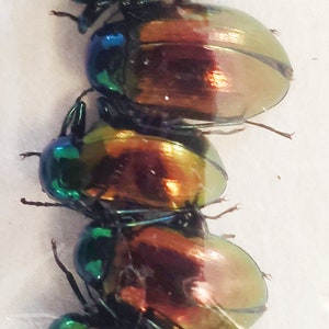 Pack of 5 Blue and Red Shiny Chrysomelidae Beetlefrom Vietnam, A ...