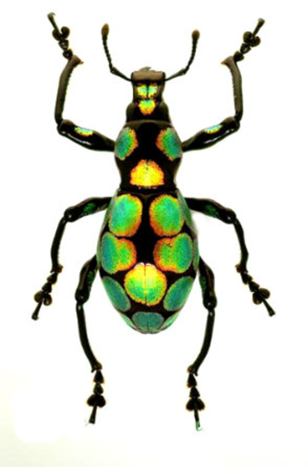 One Fantastic Pachyrrhynchus Taylori Metallescens ,15/20mm , for All ...