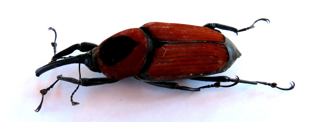 Pack of Two Nice Palm Weevils Protocerius Molossus From Indonesia ...