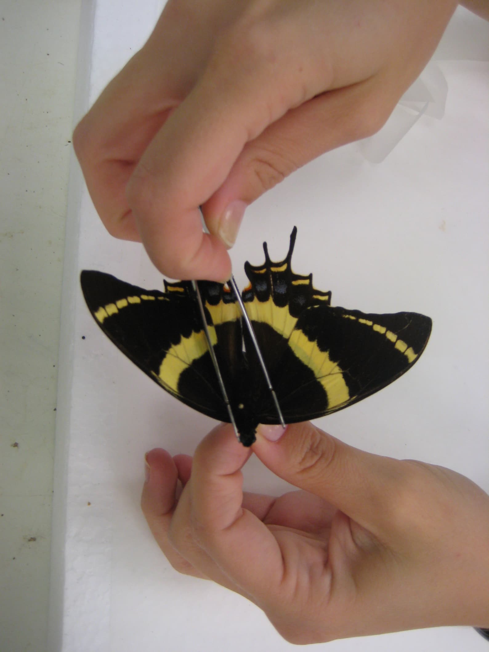 Set of Assorted Butterflies for Beginners to Learn How to - Etsy