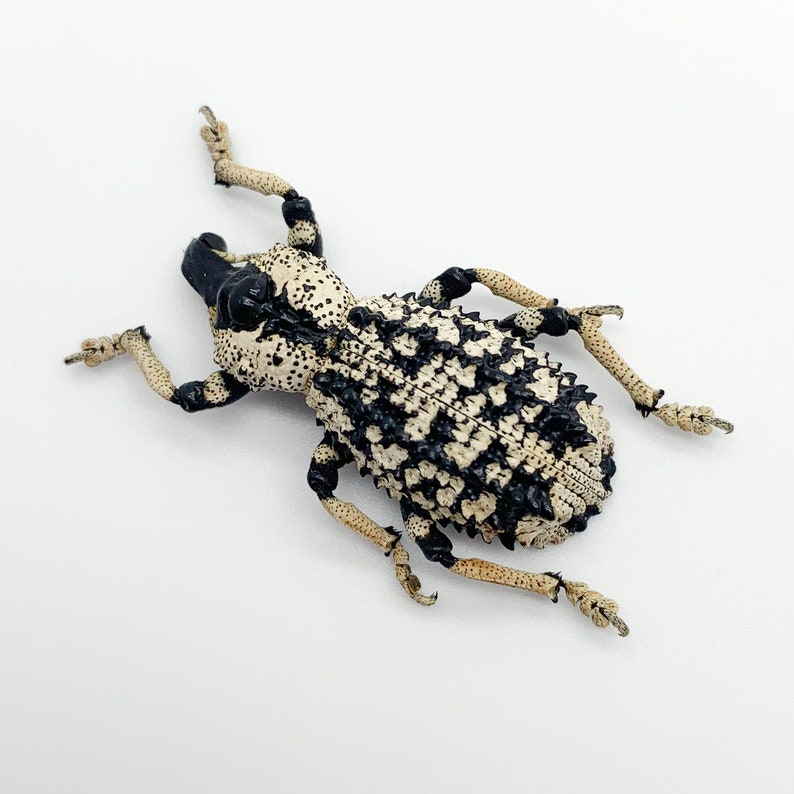 Pack of 2 Impressive Weevils Rhylidophloeus Rothschildi Unmounted,for ...