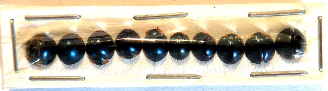 Pack of 10 Small Blue Metallic Ladybugs Beetles Halmus Chalybeus for ...