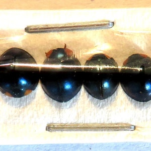 Pack of 10 Small Blue Metallic Ladybugs Beetles Halmus Chalybeus for ...