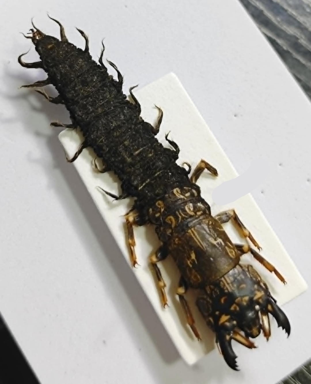 Collectors Item : A Larva From the Giant Acanthacorydalis Fruhstorferi ...