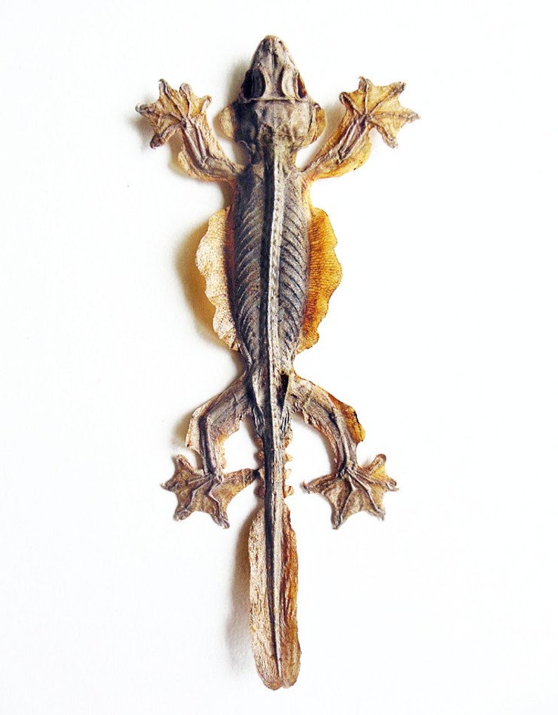 An Impressive Flying Gecko Ptychozoon Kuhli From Indonesia - Etsy