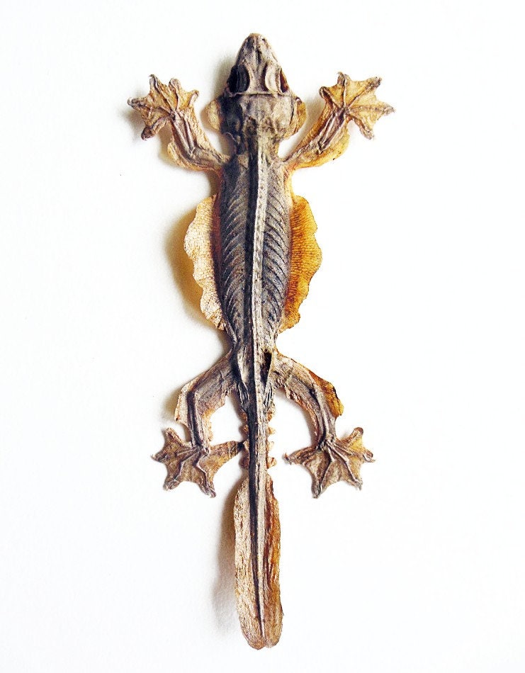 Gliding Gecko