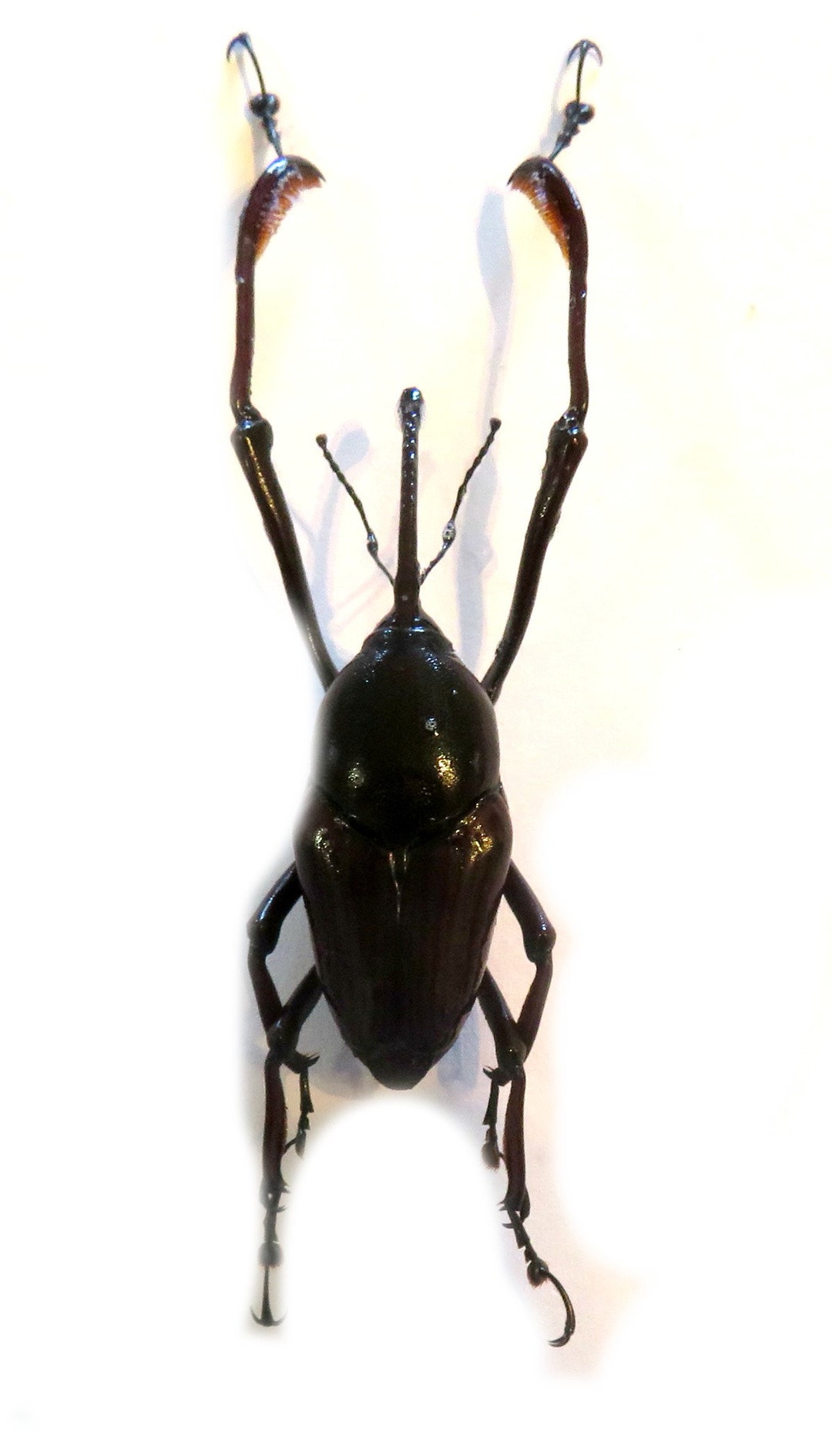 A Large Weevil Mahakamia Kampmeinerti From Sulawesi for All Your ...