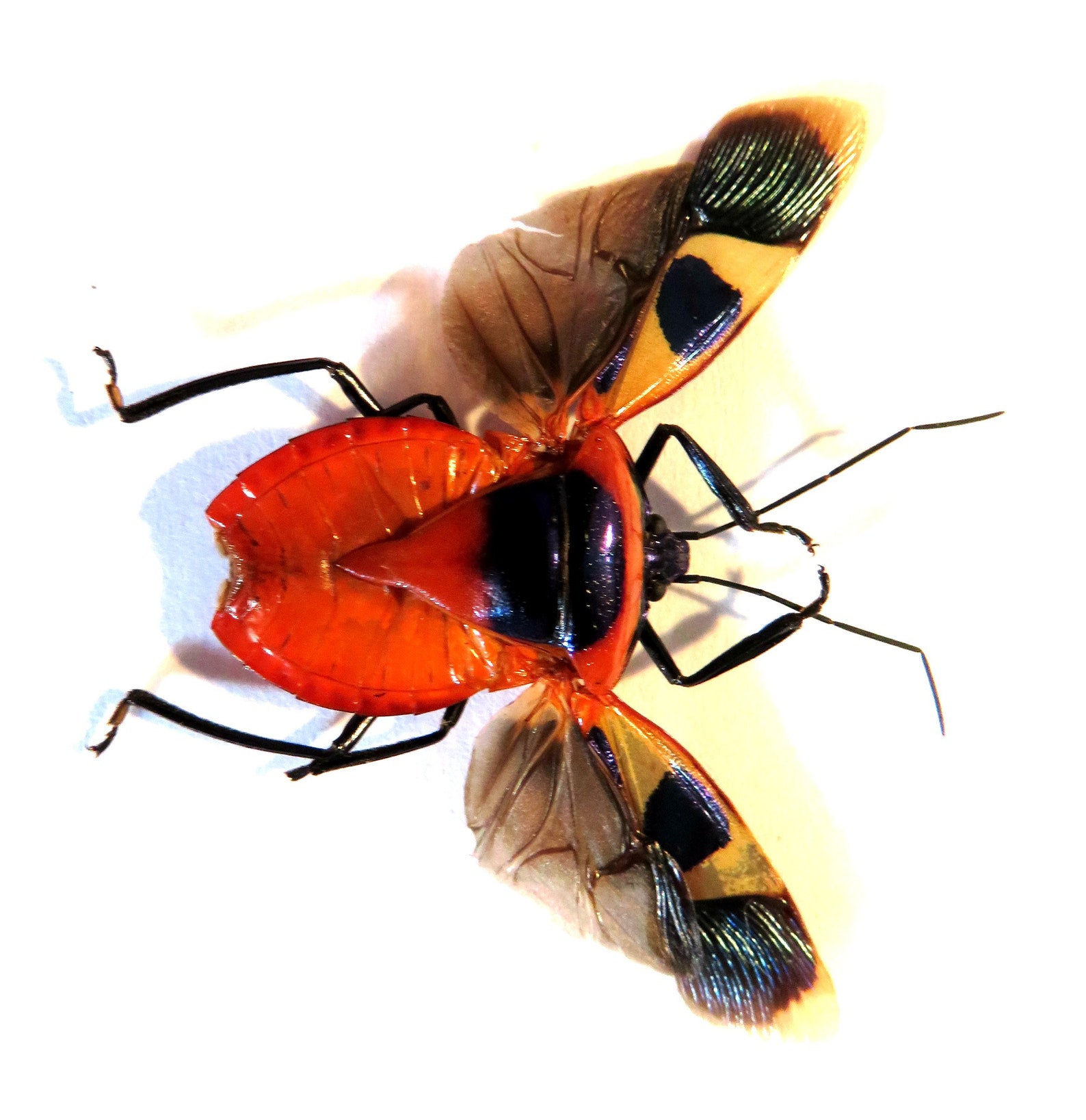 Pack of 3 Man-faced Stink Bug Catacanthus Punctus With OPEN Wings From ...