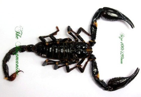 Heterometrus Longimanus