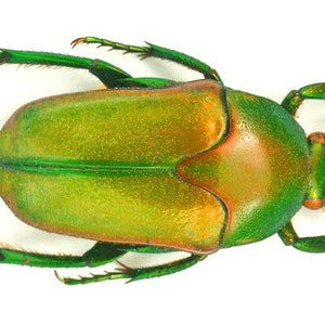 Pack of 2 Flower Beetles Lomaptera Lucidula , for All Your Taxidermy ...