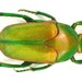 Pack of 2 Flower Beetles Lomaptera Lucidula , for All Your Taxidermy ...