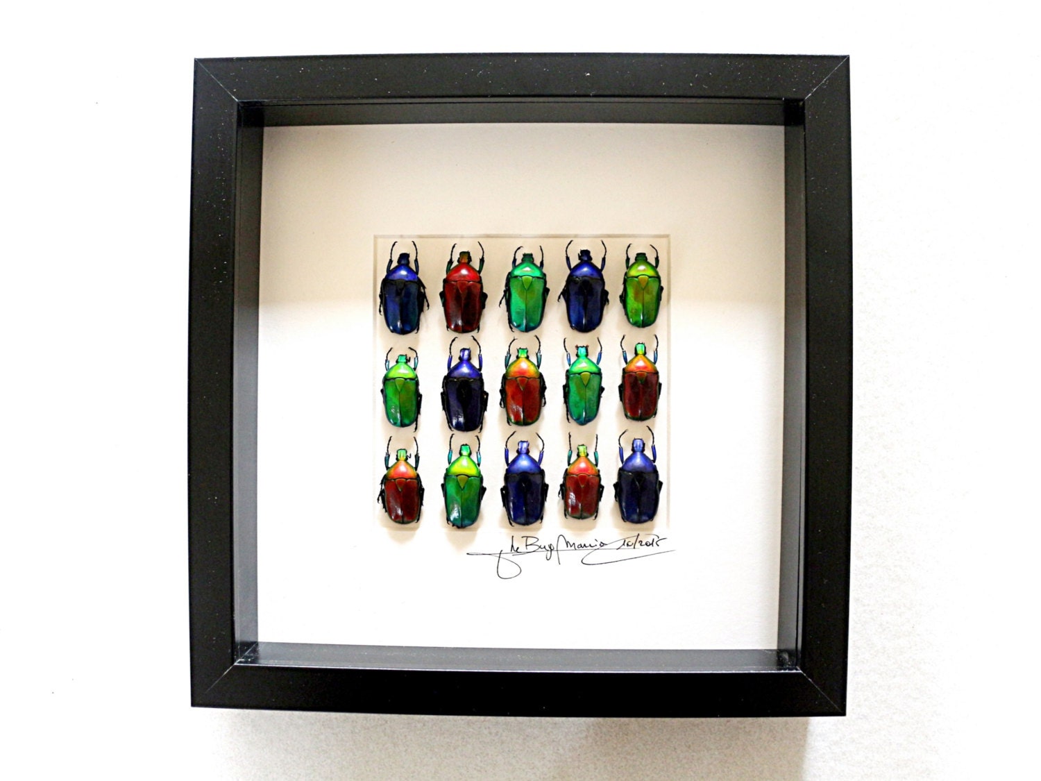 Shadow Box With Real Insects : Topquality Display With | Etsy