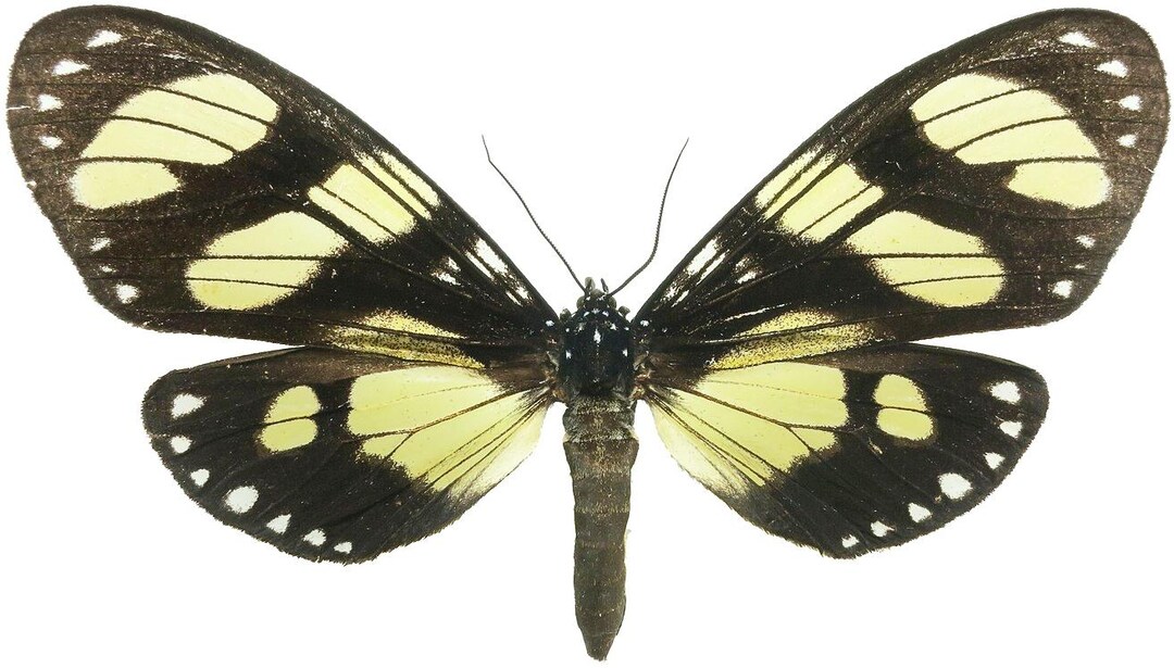 One Nice Tiger Moth Mimicry of Heliconid Butterfly Notophyson ...