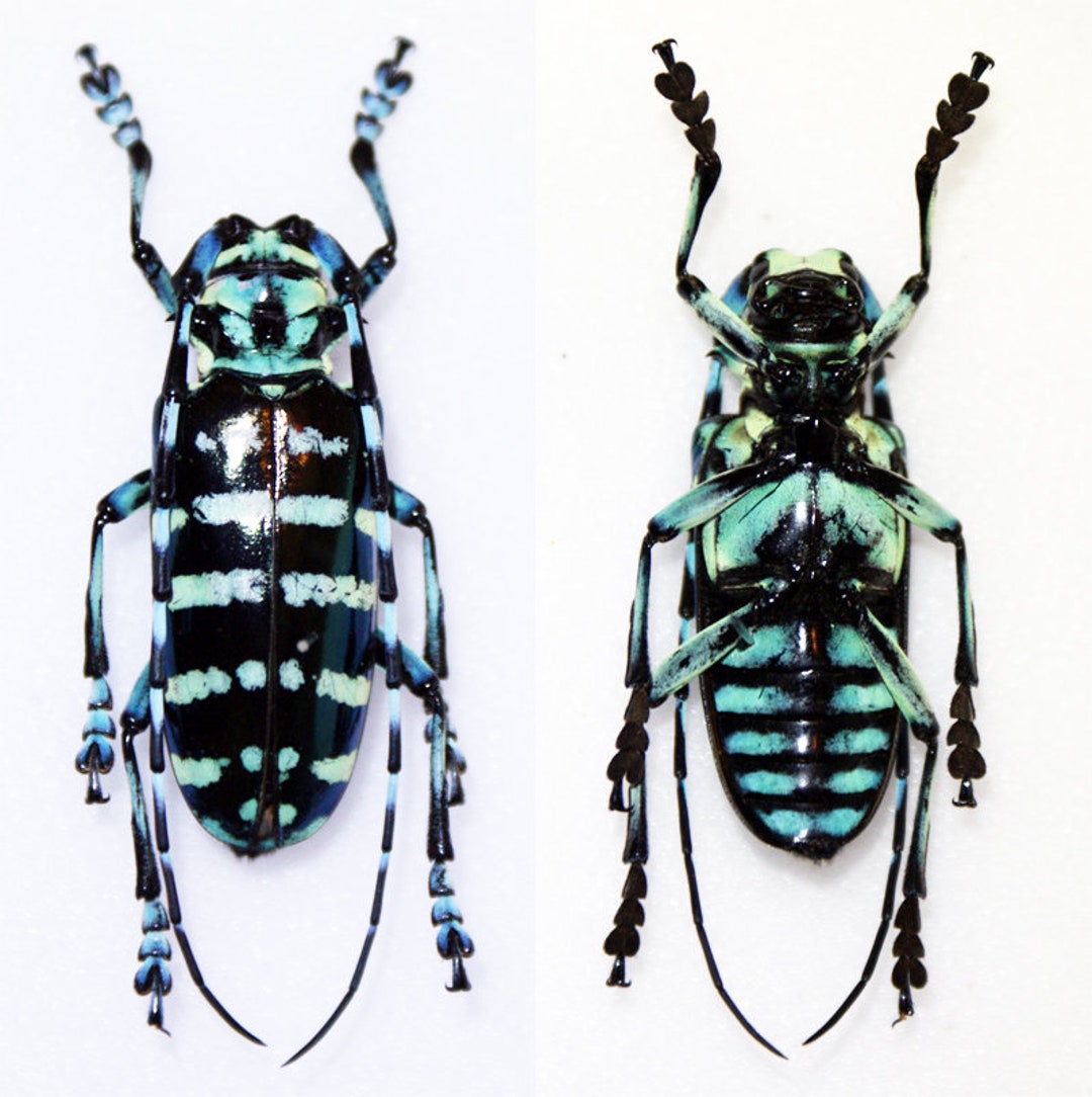 Pack of 2 Beautiful Blue Longhorn Beetles Calloplophora Graafi (male or ...