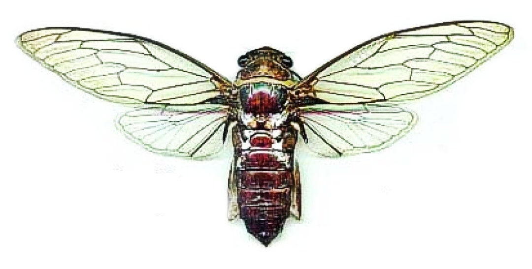 Pack of 2 Uncommonly Offered Cicadas Platylomia Radah From Vietnam , Spread Wings , for All Your ...