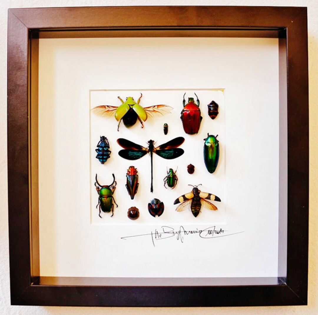Shadow Box With Real Insects : Wooden Frame With Mounted Insects , - Etsy