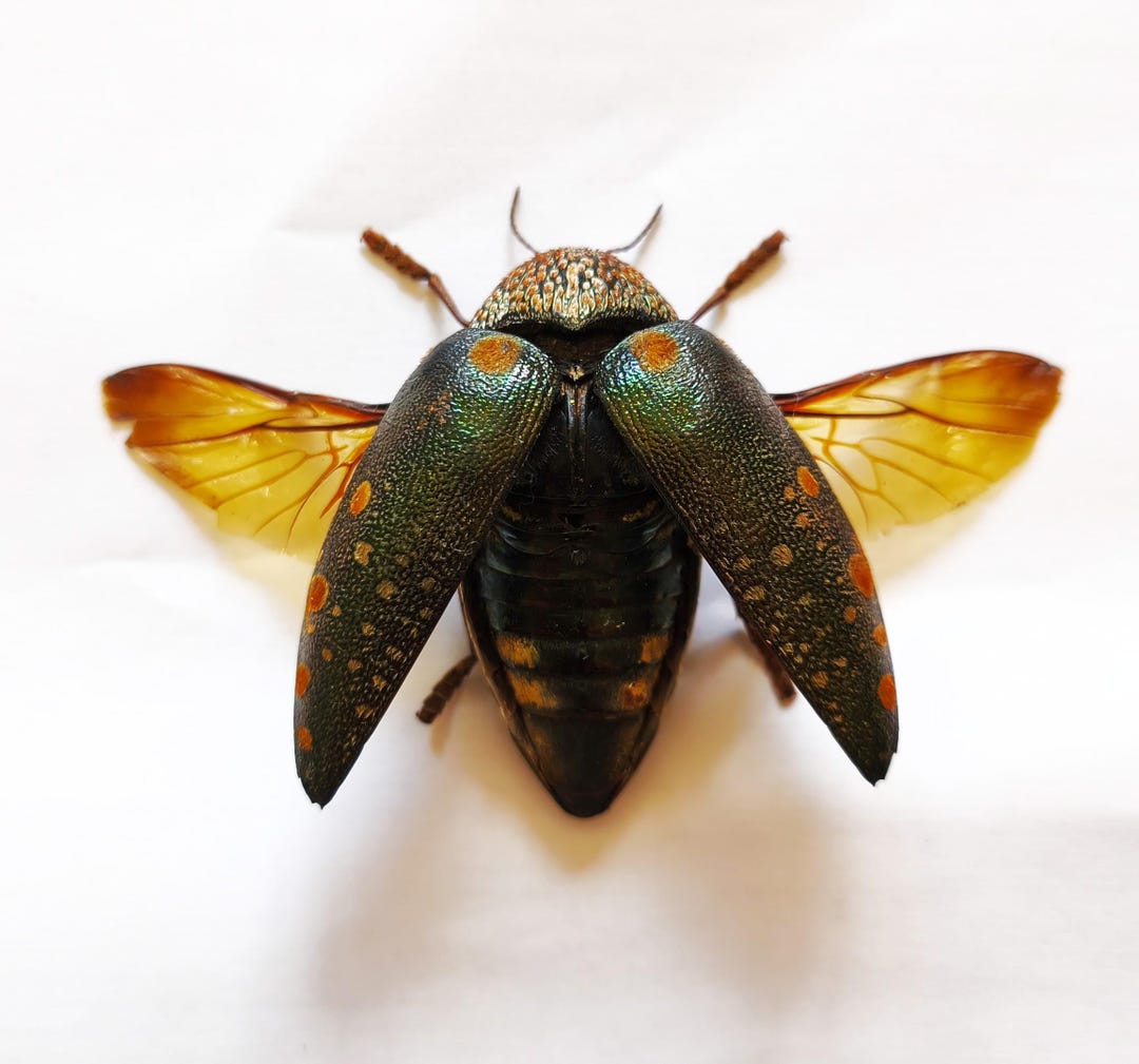 One Jewel Beetles Sternocera Castanea Boucardi SPREAD for All Your ...