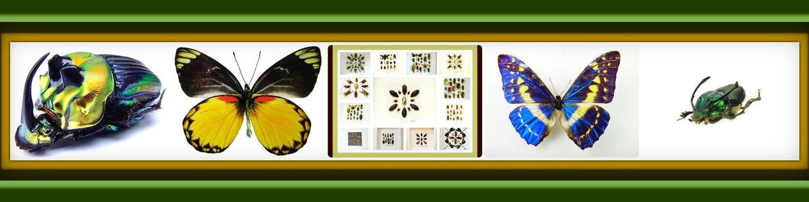 Pack of 5 Awesome Picasso Bugs Sphaerocoris Annulus 3, Hemiptera From ...