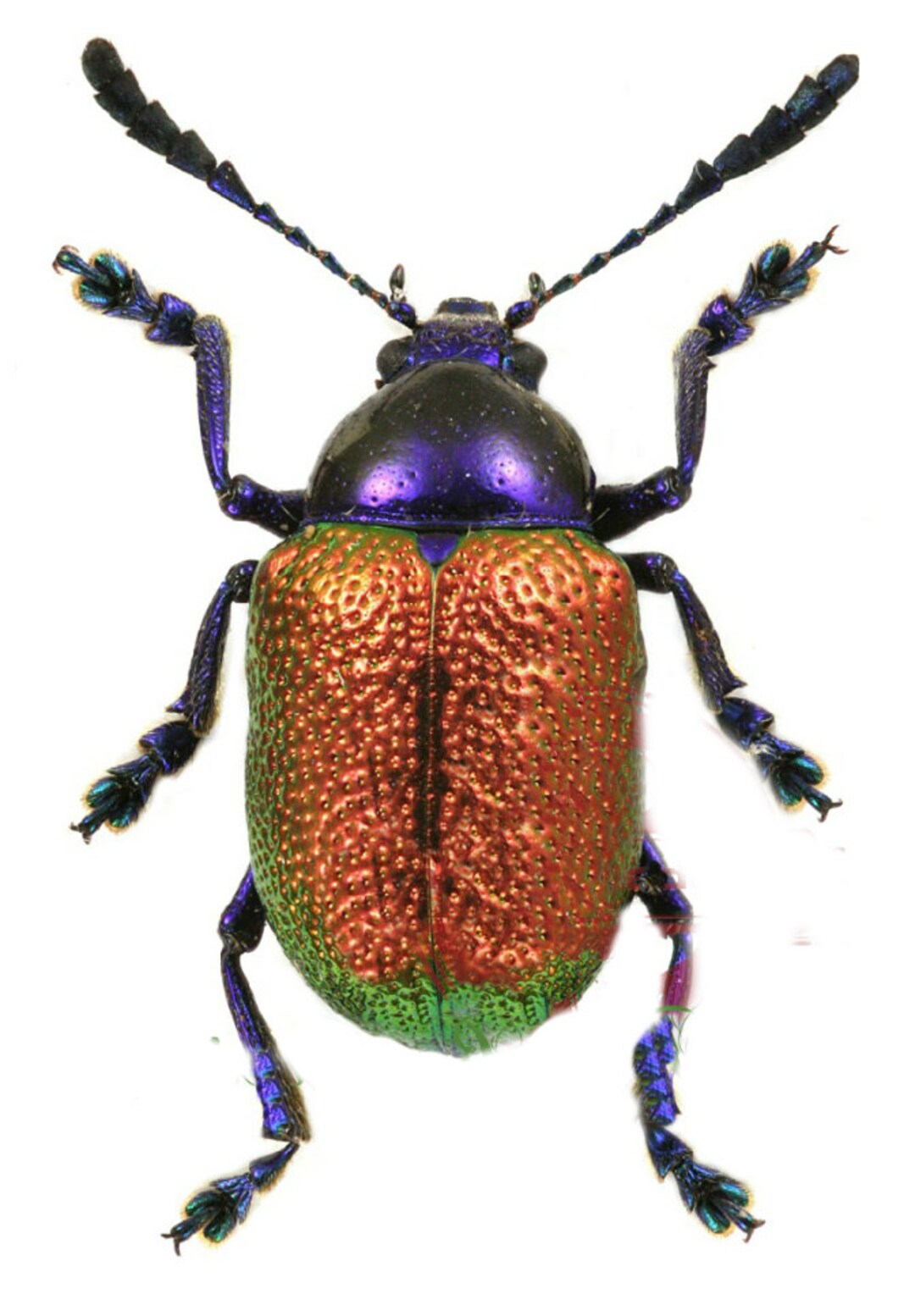 Pack of 5 Beetles Small Colorful Chrysomelidae Platycorynus Chapanus ...