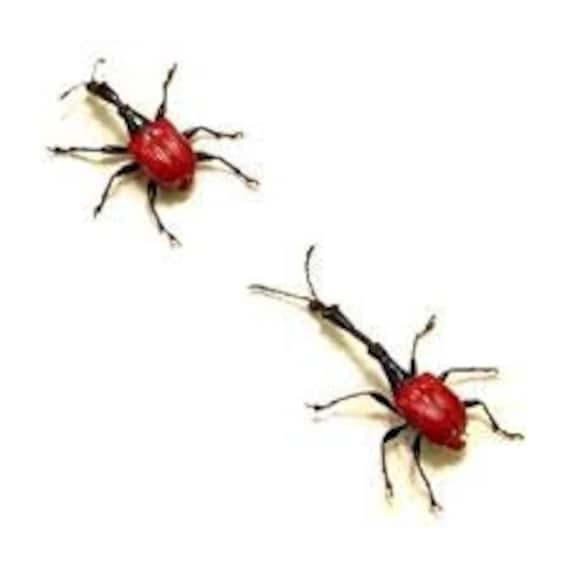 Home & Living Pack of two nice scorpions Grophus ankarana from ...