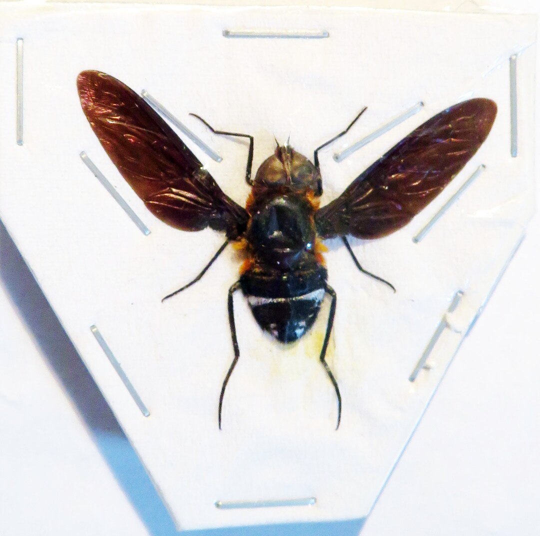 Pack of 3 DIPTERA Flies From Java Ssp 1 With Spread Wings , for All ...