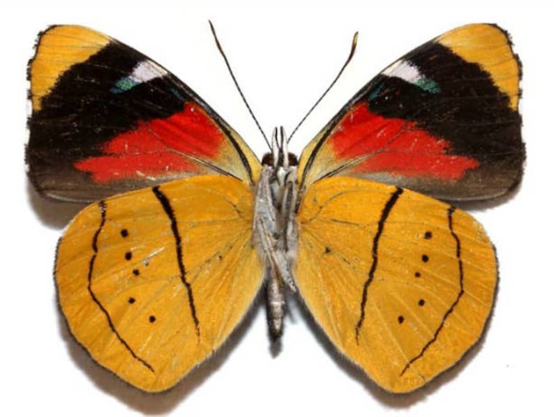 Pack of 3 Butterflies Perisama Humboldti Tringa Wings Closed for All ...
