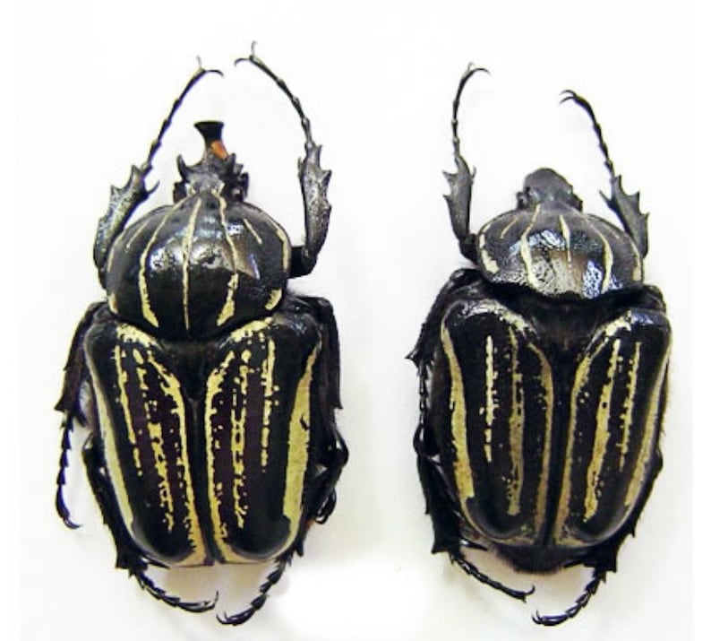 One Nice Pair of an African Scarab Beetle Hegemus Vittatus - Etsy