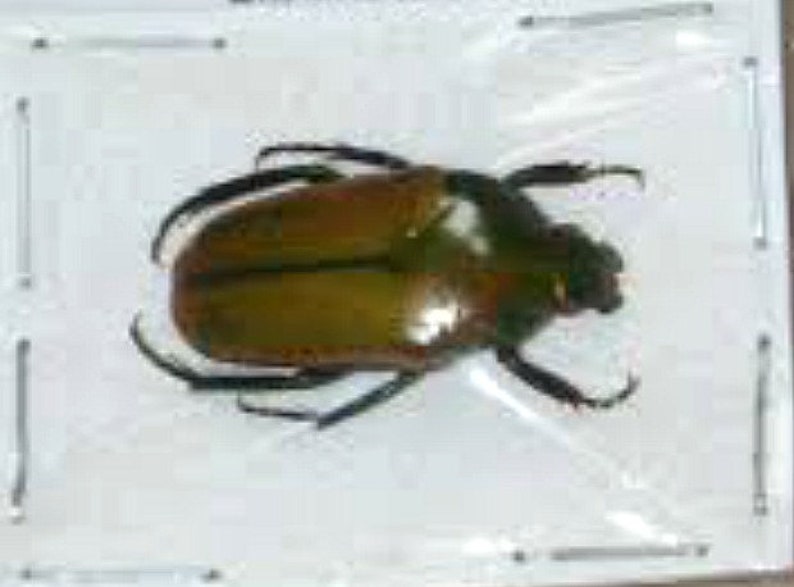 Pack of 2 Flower Beetles Lomaptera Lucidula , for All Your Taxidermy ...