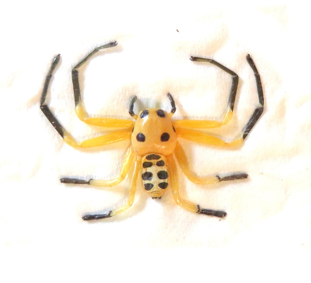 A Very Nice and Rare Yellow Spider Xl Platythomisus Octomaculatus From ...