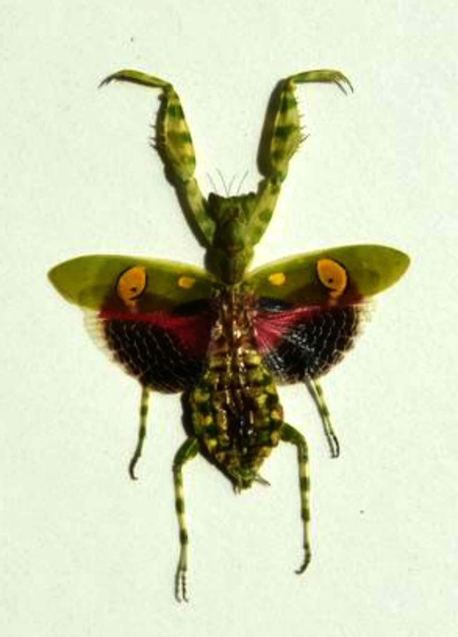 Pack of 3 Praying Mantid Creobroter Gemmata Females A1 Already Spread ...