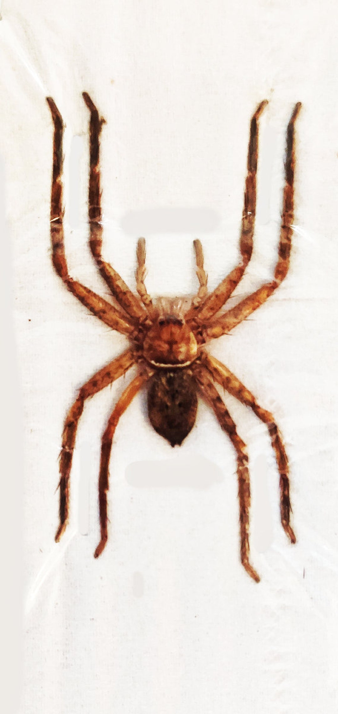 A Very Nice Spider From Java, Acantheis Longiventris , 60/70 SPREAD ...