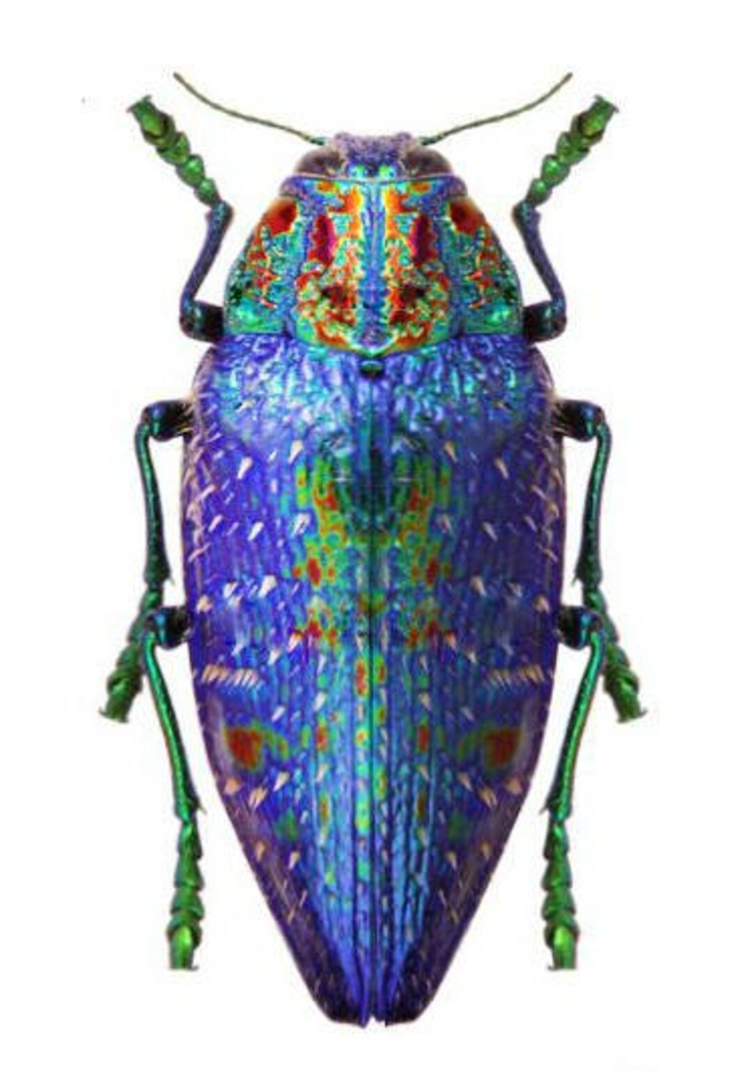 Pack of 2 Jewel Beetles Polybothris Sumptuosa Gemma for All Your ...