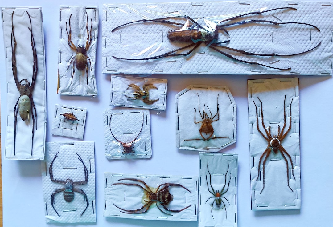 SPECIAL OFFER : A SUPERB Set of 10 Various Spiders , Spread and ...