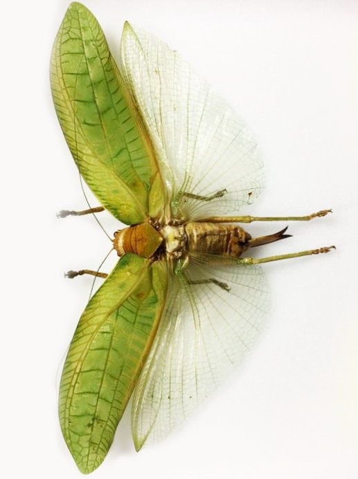 Giant Malaysian Katydid