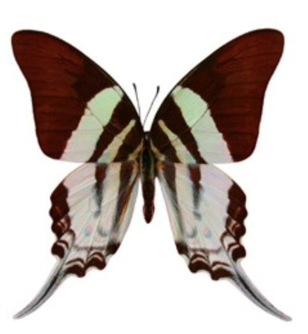 Pack of 2 Swallowtail Graphium Dorcus Butongensis ,UNMOUNTED A1 Quality ...