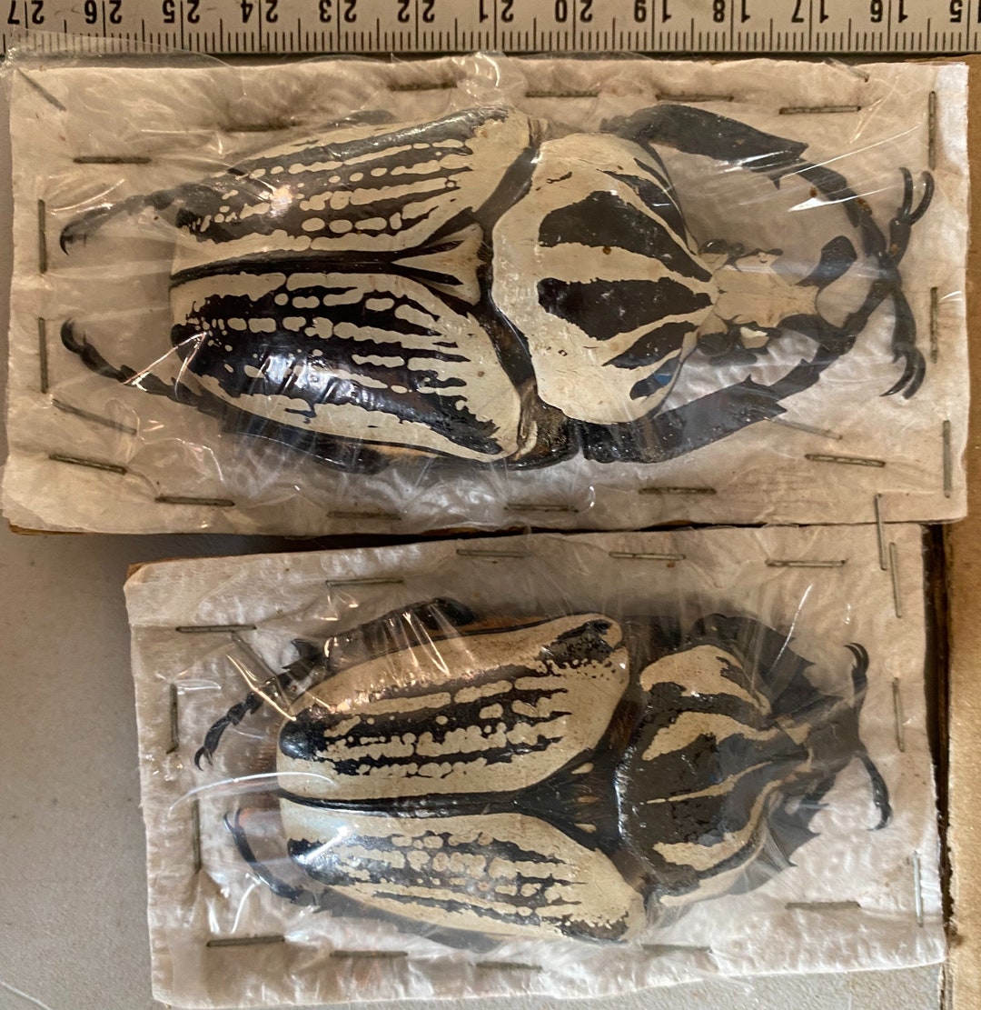 One Large PAIR African Scarab Goliathus Orientalis PREISSI Size Male 80 ...