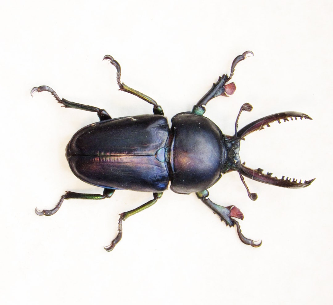 Collectors Item : One RARE Stag Beetles Lamprima Adolphinae BLACK FORM ...