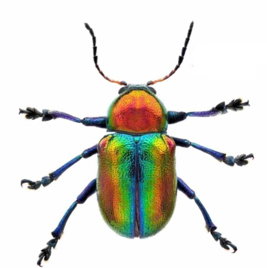 Pack of 5 Colorful and Shiny Beetles Platycorynus Parryi 7.5/10mm , for ...
