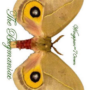 Two males of silk moth Automeris cecrops pamina from USA with wings ...