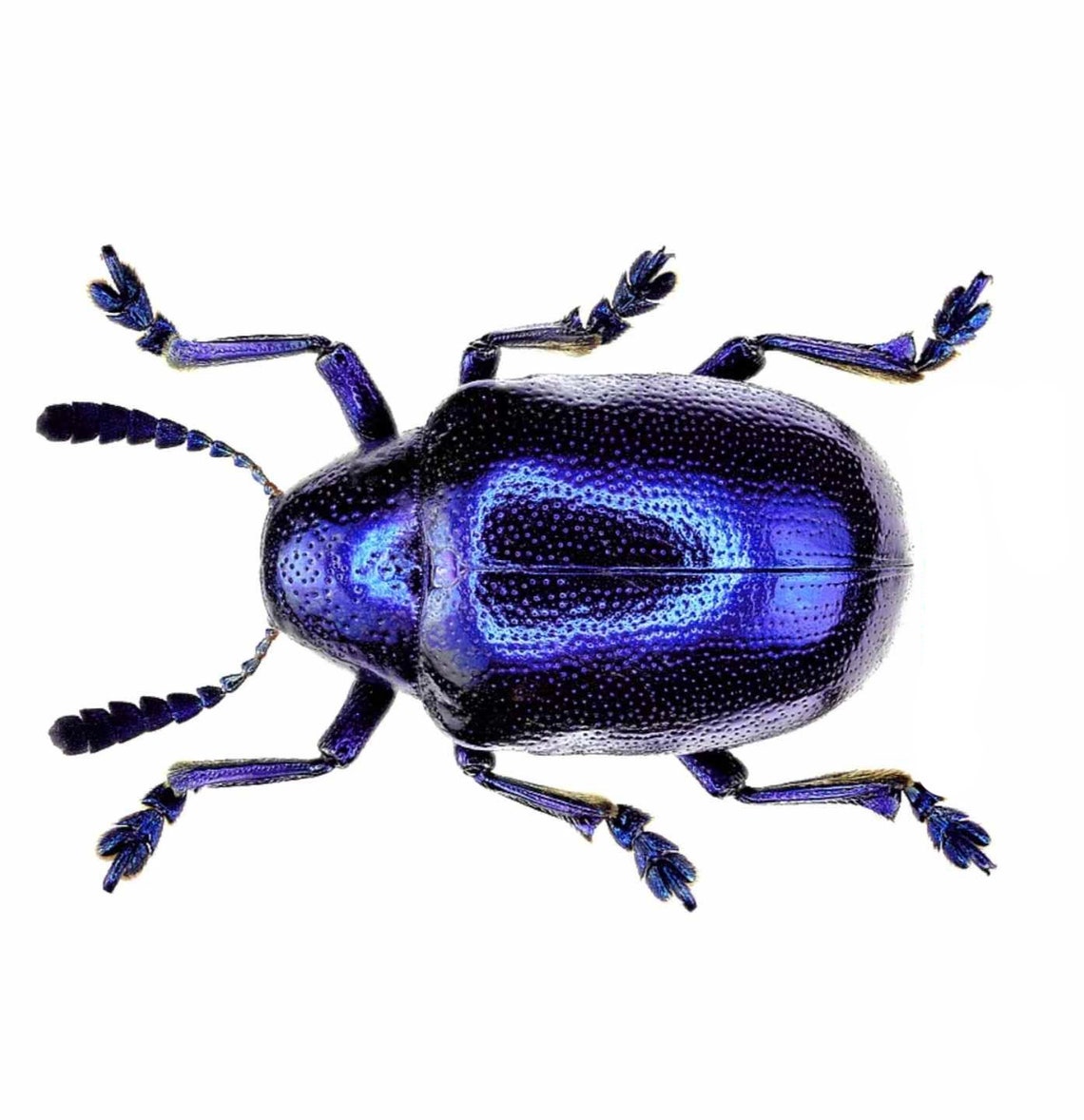 Pack of 5 Beetles Small Colorful Chrysomelidae Platycorynus Peregrines ...