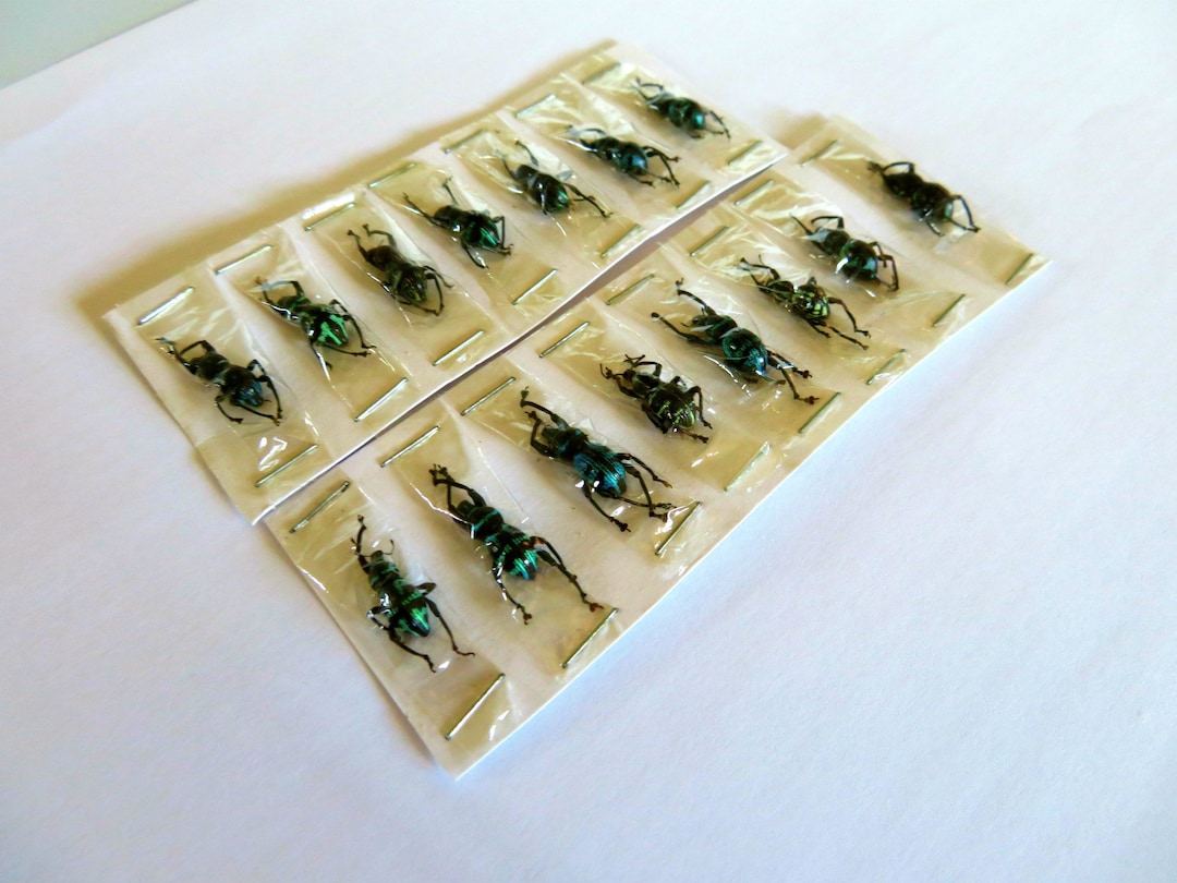 Pack of 15 Colorful Weevils , Unmounted 15mm , for All Your Taxidermy ...
