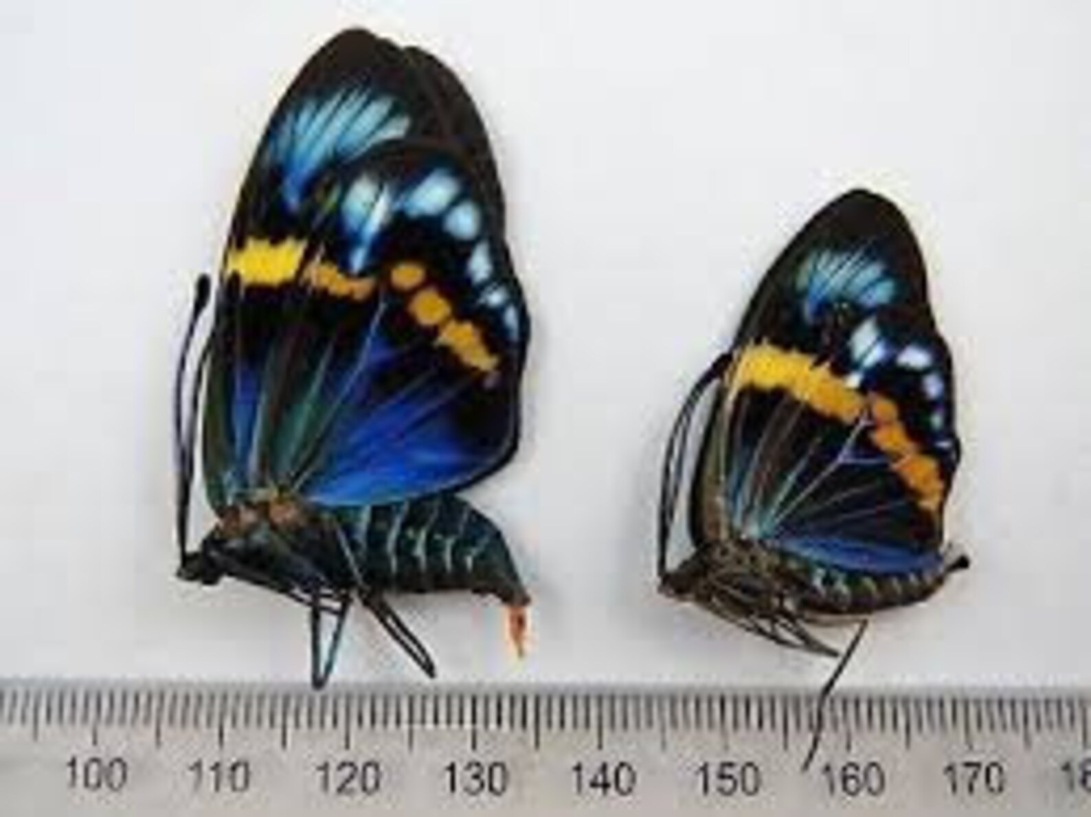 Pack of 2 Very Nice Moths Eterusia Repleta (male and Female), Wings ...