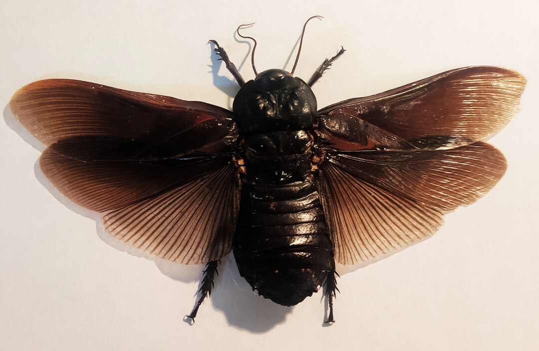 One Impressive Cockroach With Open Wings From Indonesia, for All Your ...