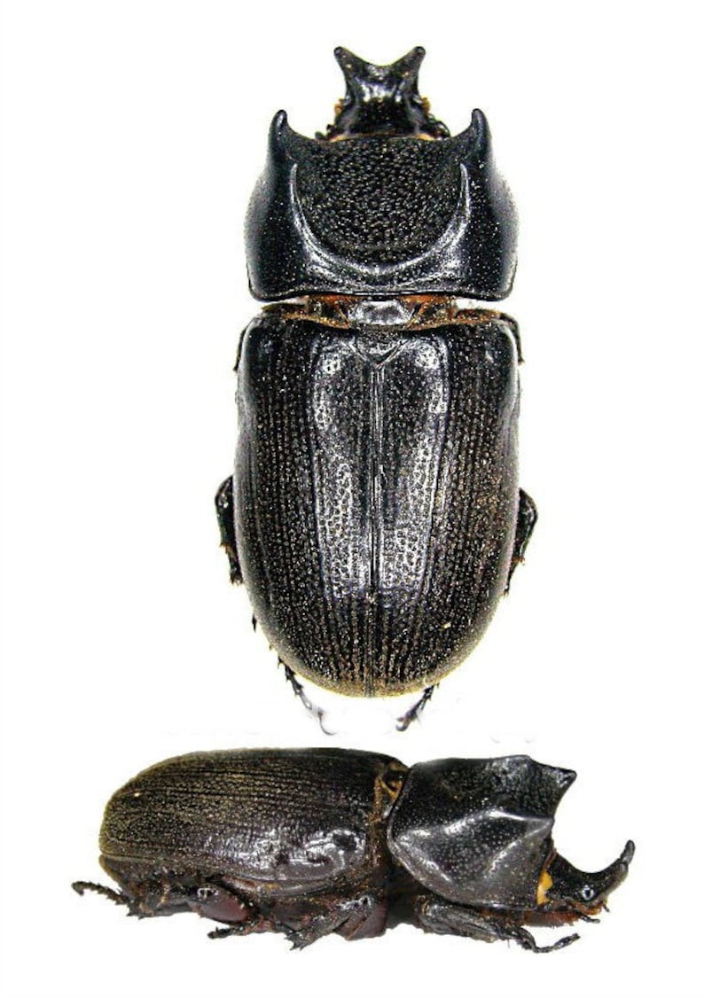 Pack of 2 nice rhinoceros beetle ceratoryctoderus candezei | Etsy