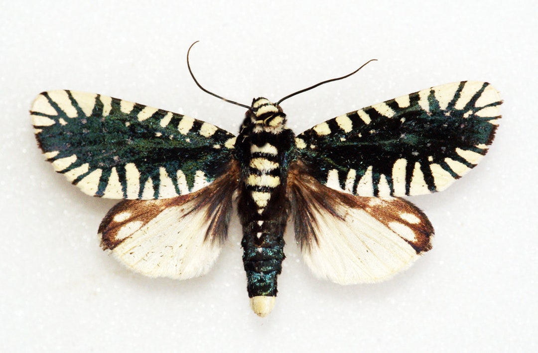 A Fantastic Tiger Moth From Indonesia Apsarasa Radians Aa-quality, for ...