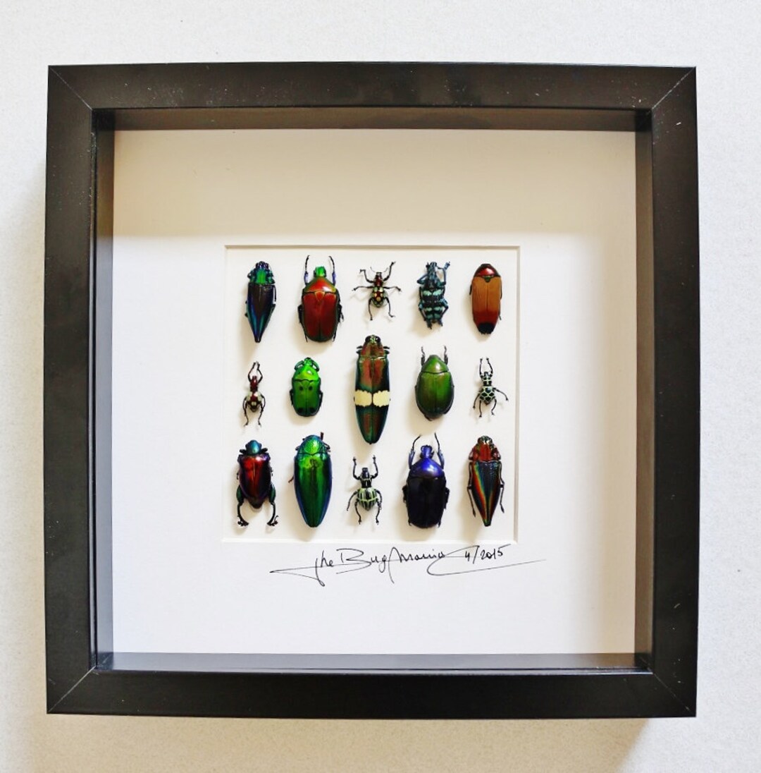 Shadow Box Taxidermy With Real Insects : Wooden Design Frame With ...