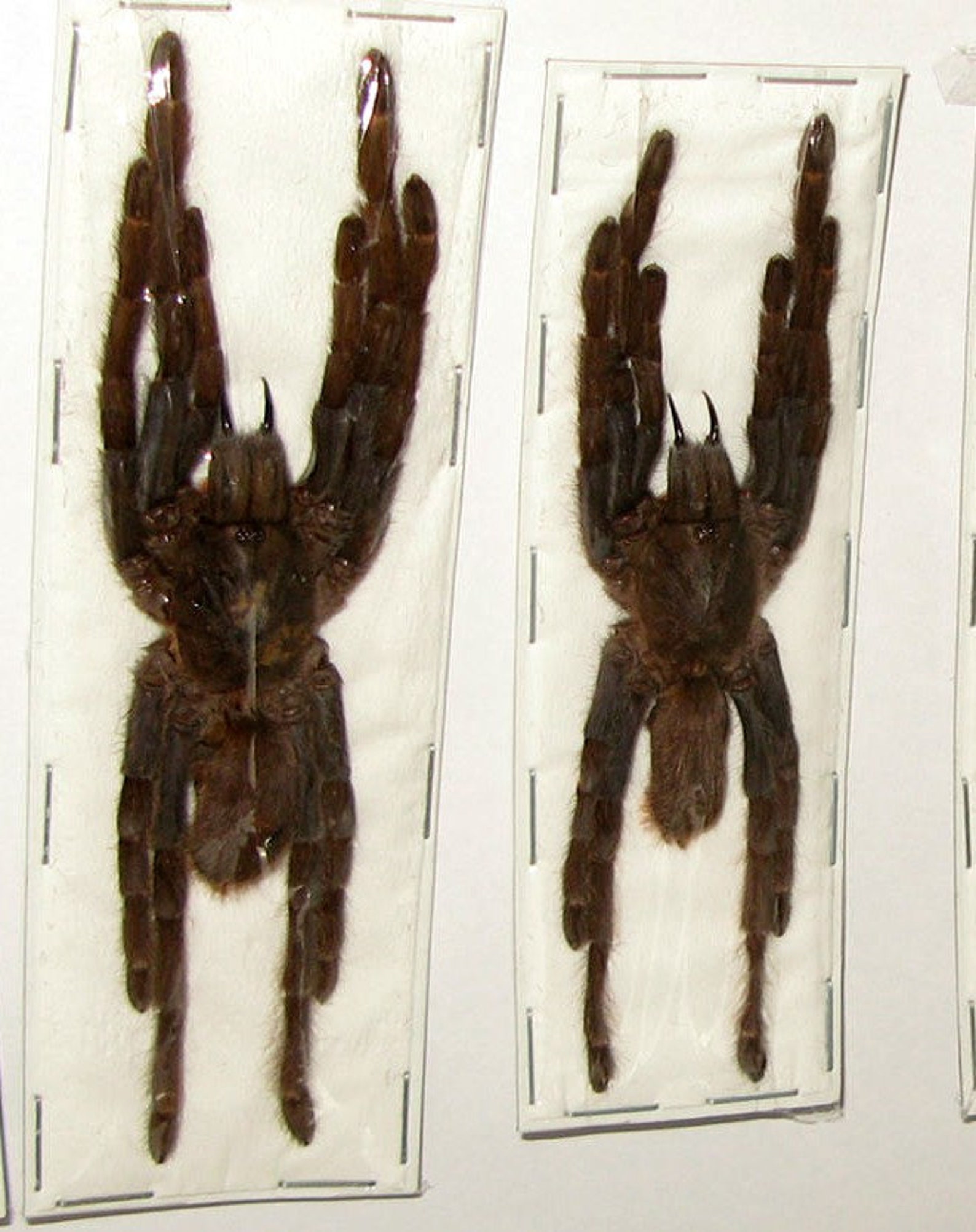 One Impressive Bird Eating Spider Selenocosmia Javanensis , Tarantula ...