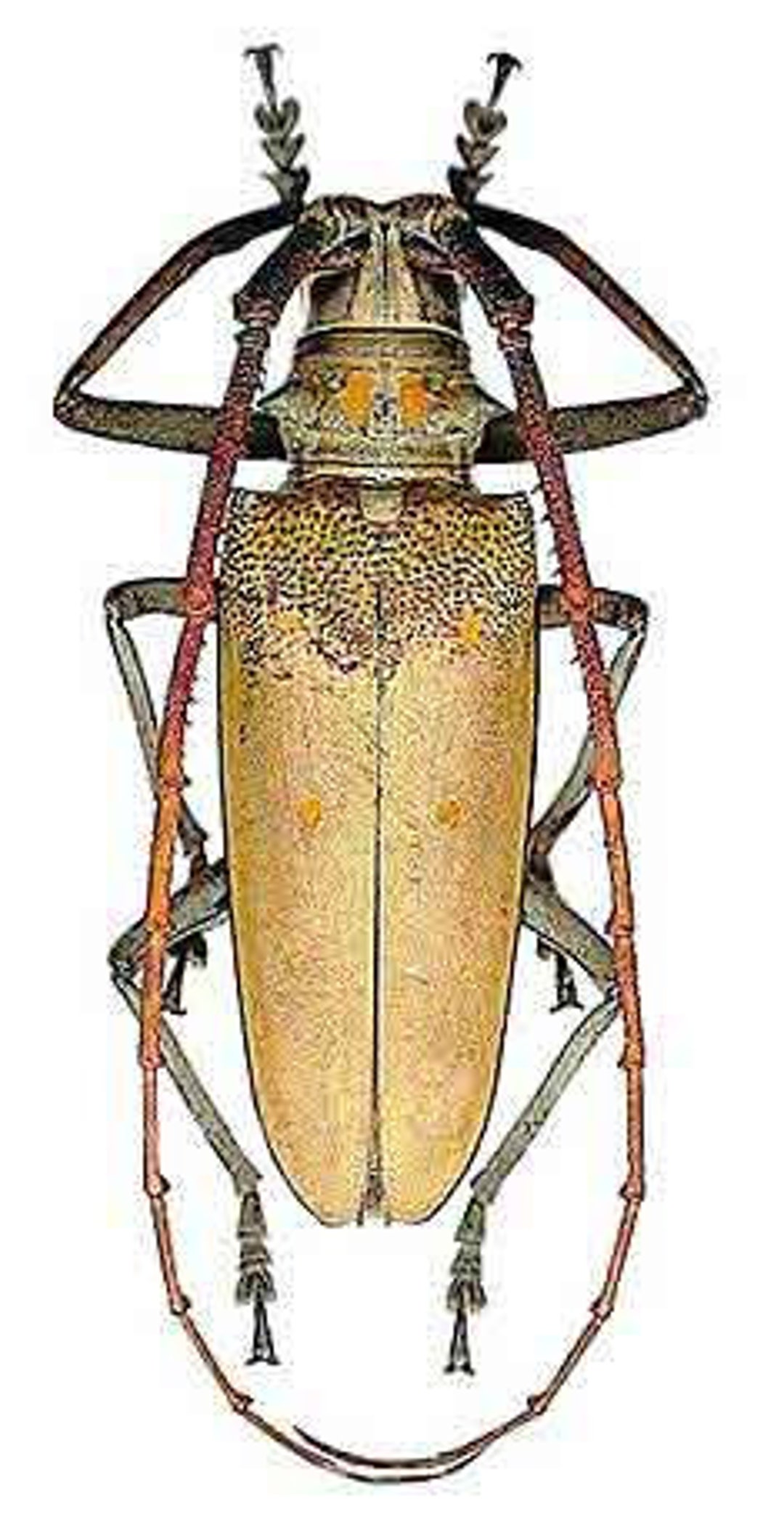 One Nice Pair Batocera Numitor Ferruginae Thailand 50/60m , Longhorn ...