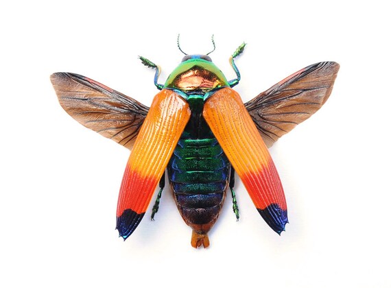 Pack of two jewel beetles Metaxymorpha apicalis OPEN WINGS | Etsy