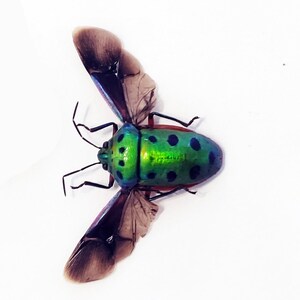 Set of 2 Nice Calliphara Nobilis From Indonesia With Open Wings for All ...